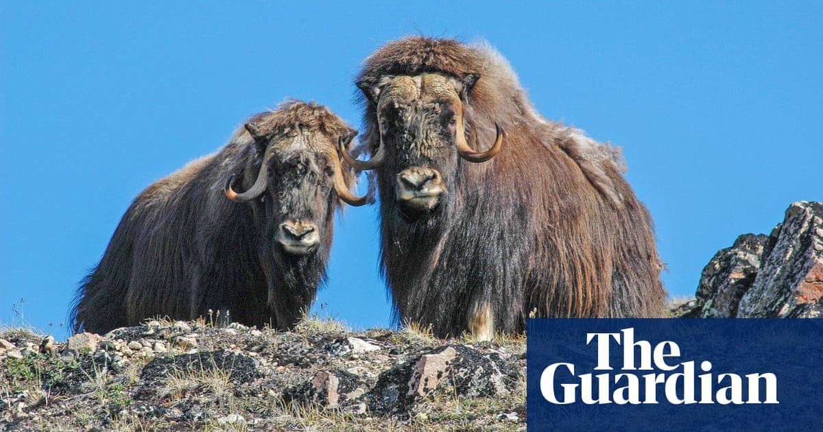 Eles viveram a era glacial. Será que o poderoso boi almiscarado ...